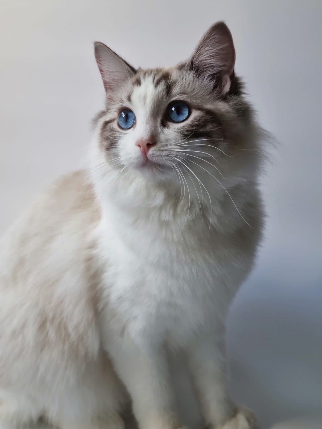 Studs & Queens | Kdolls Ragdolls