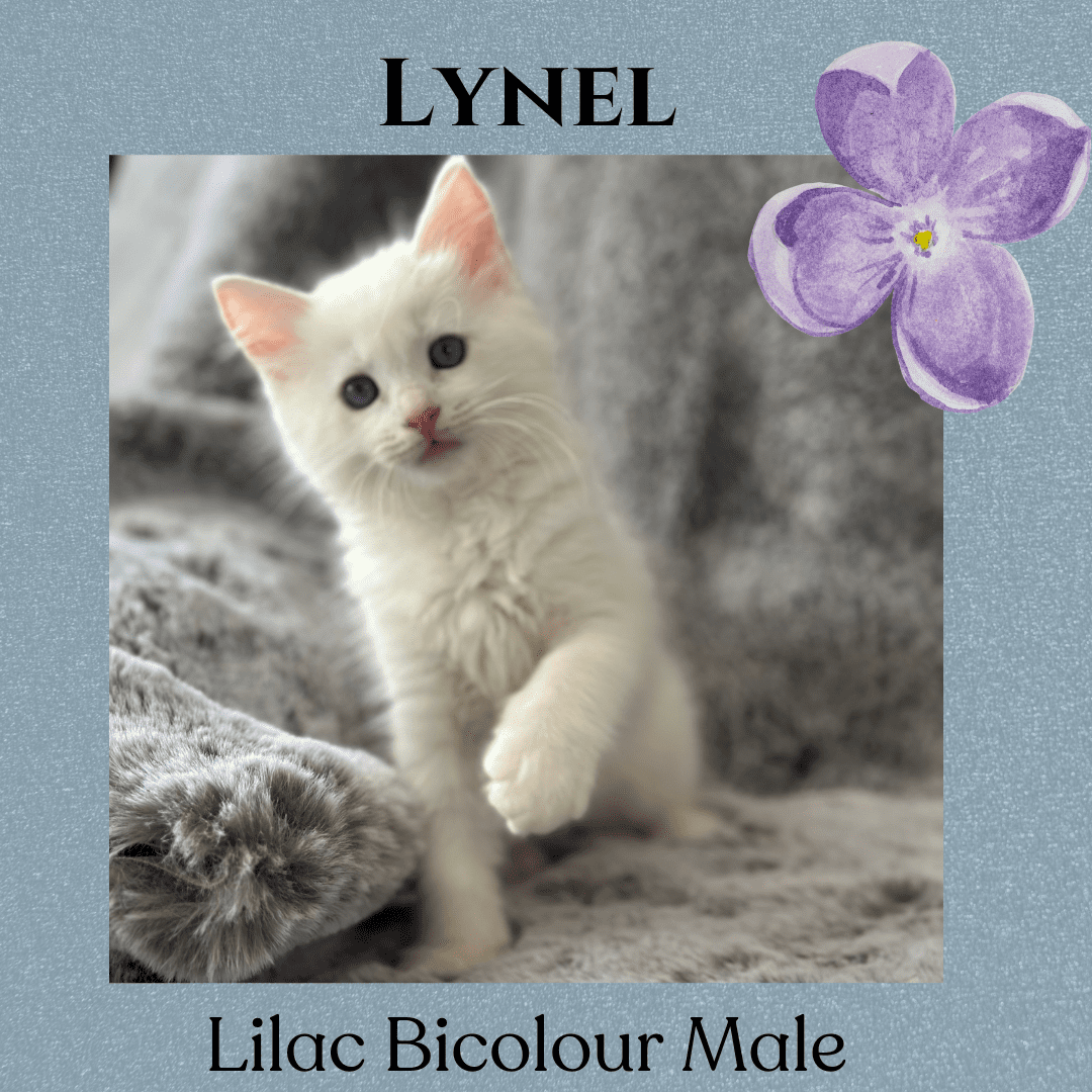 Available Kittens | Kdolls Ragdolls